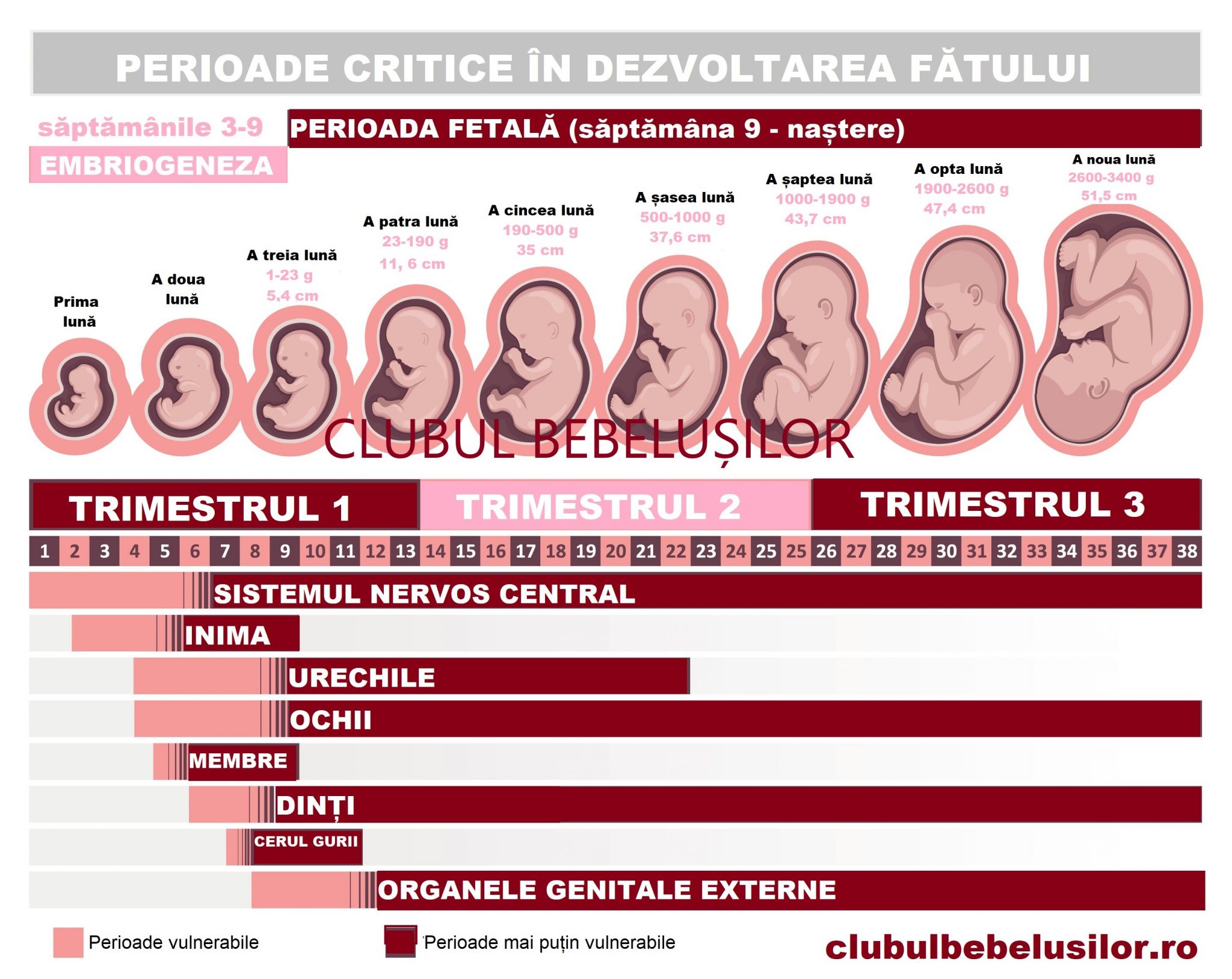 Lungimea și greutatea fătului în sarcină pe săptămâni - Cât de repede ...