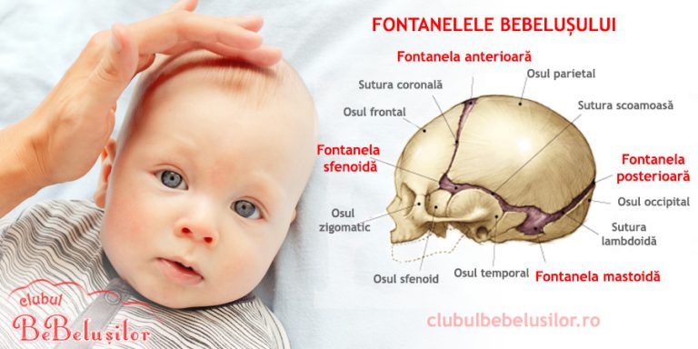 Fontanela la bebelusi: Totul despre fontanele - Clubul Bebelusilor